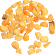 Magic Plant Shop - The Hottest Chili Peppers Store!!!