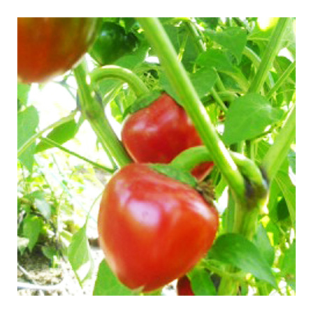 Cascabel pepper Whole Pods 1kg (2.2lb) | Cascabel chili Whole Pods