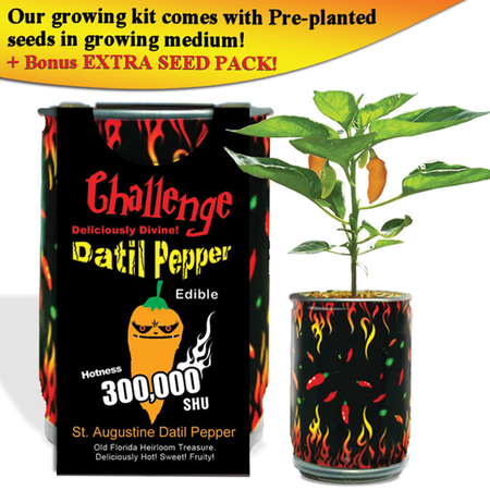 Datil Pepper Growing kit | Datil chili Pepper