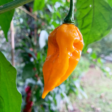 Fatalii Pepper Whole Pods | Fatalii chili Whole Pods 1kg (2.2lb)