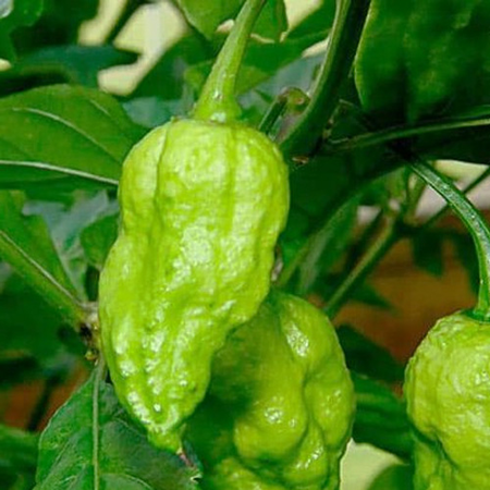 Green Bhut Jolokia Whole Pods 1kg (2.2lb) | Green Ghost Pepper Whole Pods - Special addition!